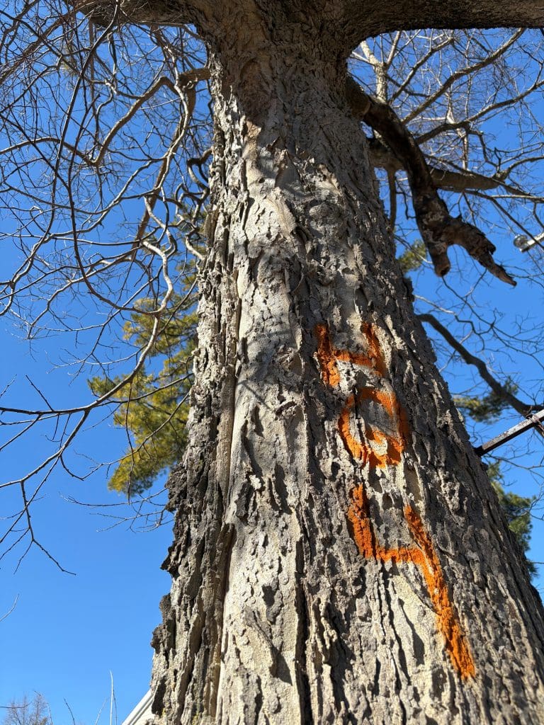 Hydro-Québec: Tree Pruning and Removal on Our Territory - Village de ...